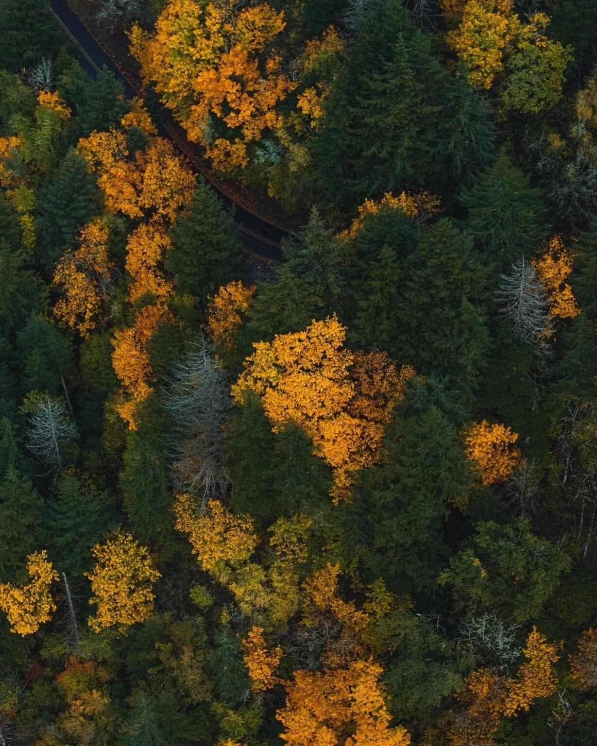 Peak Fall Foliage in the Columbia River Gorge: A Complete Guide – Envi ...
